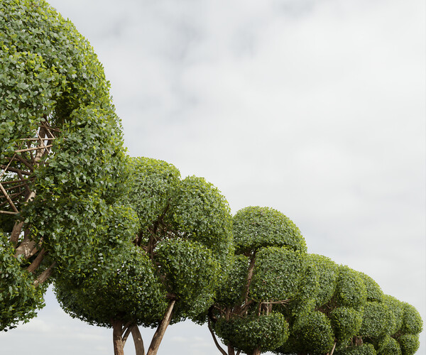 ArtStation - New Plant Ficus Concinna Bonsai Pruned16 | Resources