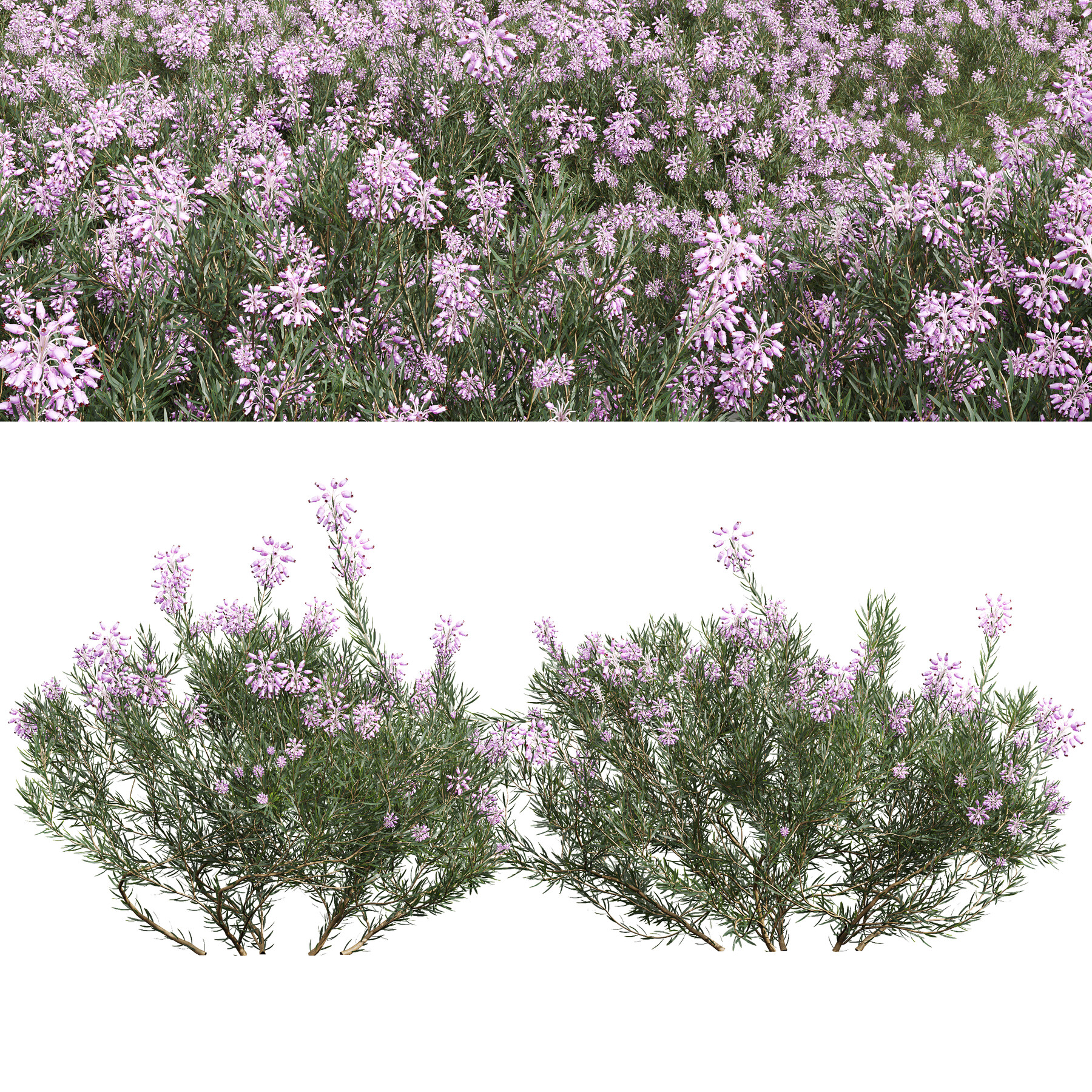 ArtStation - New Plant Wild Erica Multiflora Bruyere Fiche | Resources