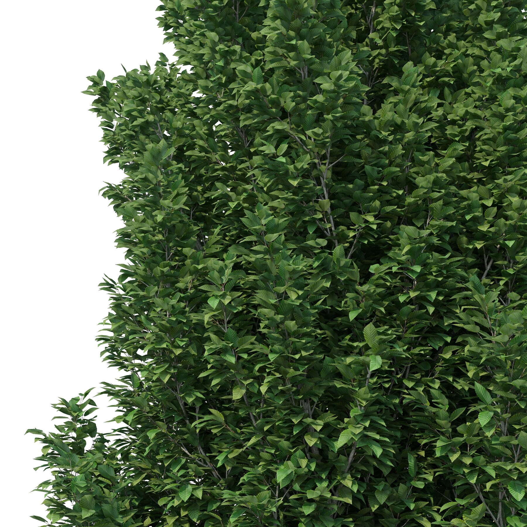 ArtStation - Tree-Carpinus Betulus No 1 | Resources