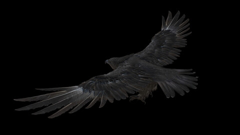 ArtStation - houdini king feather tools | Artworks