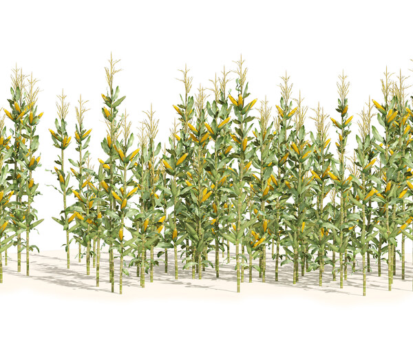 ArtStation - Corn cluster | Resources