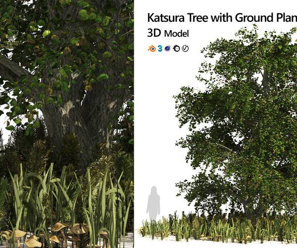ArtStation - Japanese katsura tree with ground plants cover | Resources