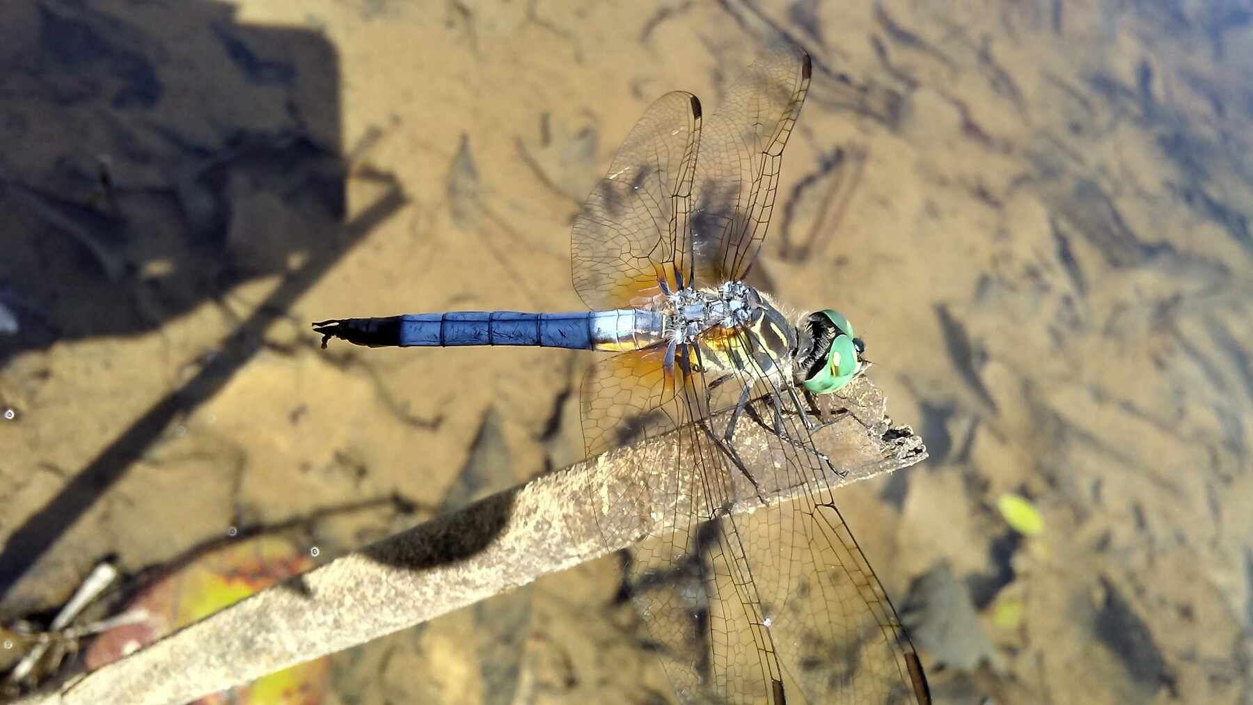 ArtStation - Dragonfly Reference Photo | Resources