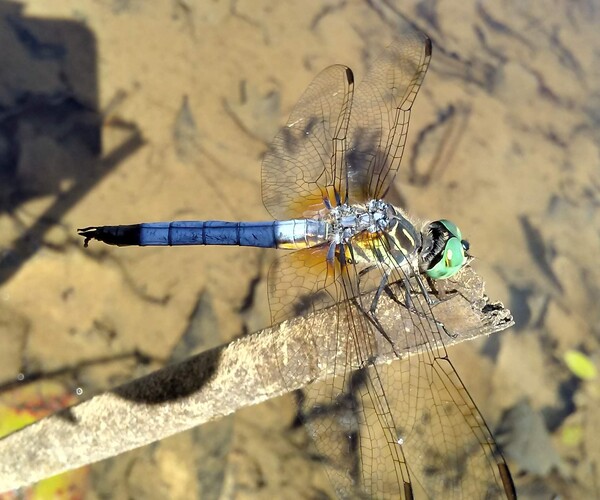 ArtStation - Dragonfly Reference Photo | Resources