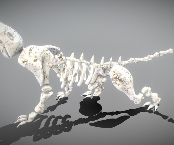 ArtStation - Leopard Skeleton | Game Assets