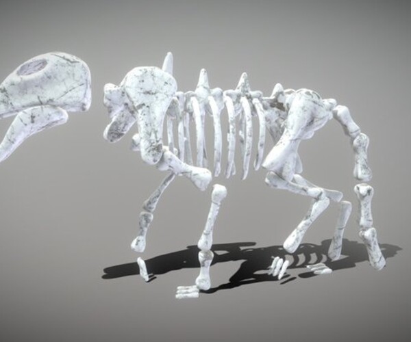 ArtStation - Wolf Skeleton | Game Assets