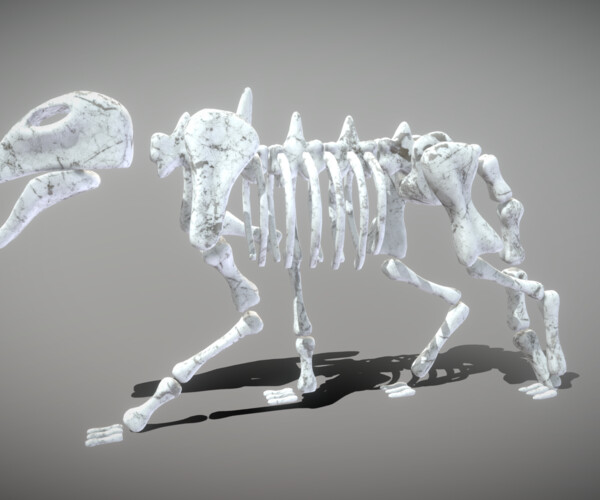 ArtStation - Wolf Skeleton | Game Assets
