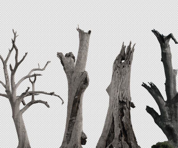 ArtStation - 150 Bare trees overlays, Dead tree PNG, Dry branches ...