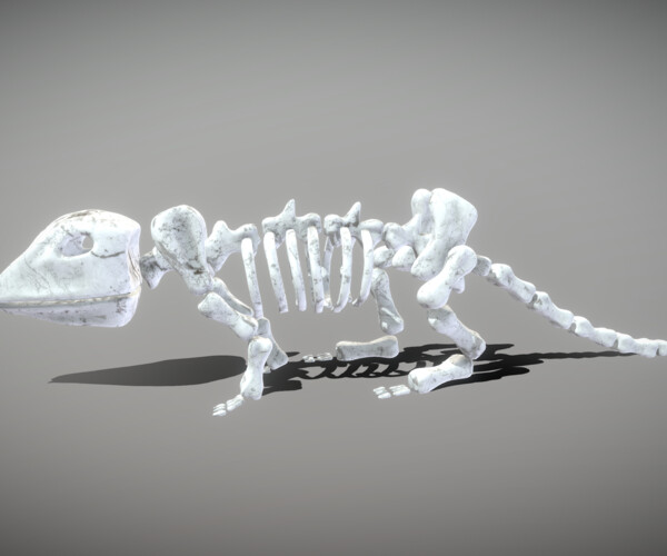 ArtStation - Mouse Skeleton | Game Assets