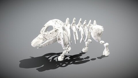 ArtStation - Boar Skeleton | Game Assets