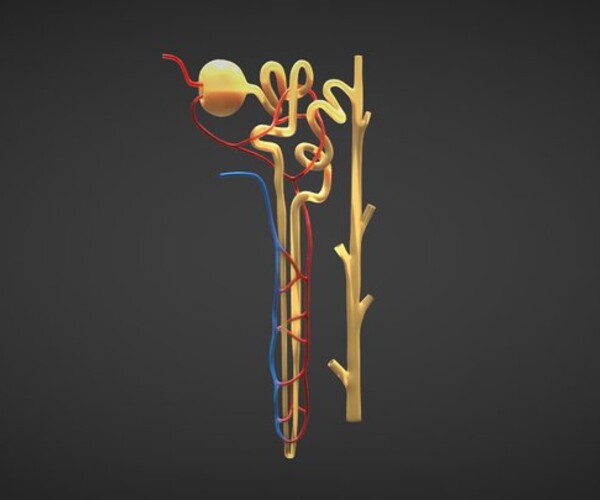 ArtStation - Kidney Nephron Structure Anatomy | Resources