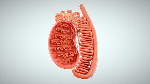 ArtStation - Male Testicles (Testes) Anatomy | Resources