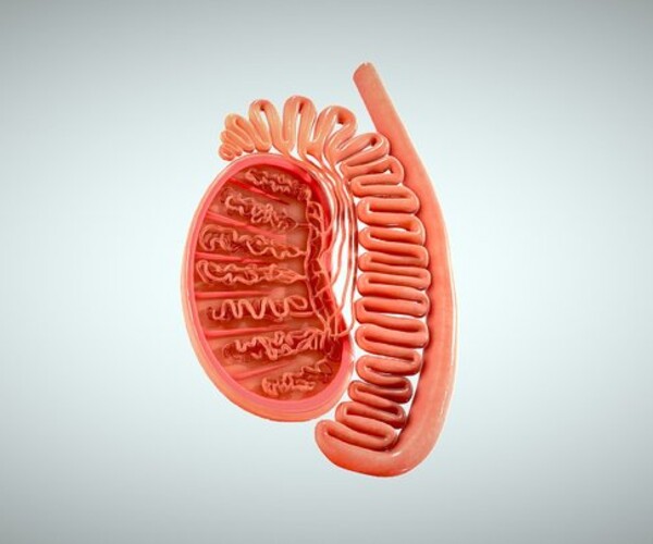ArtStation - Male Testicles (Testes) Anatomy | Resources