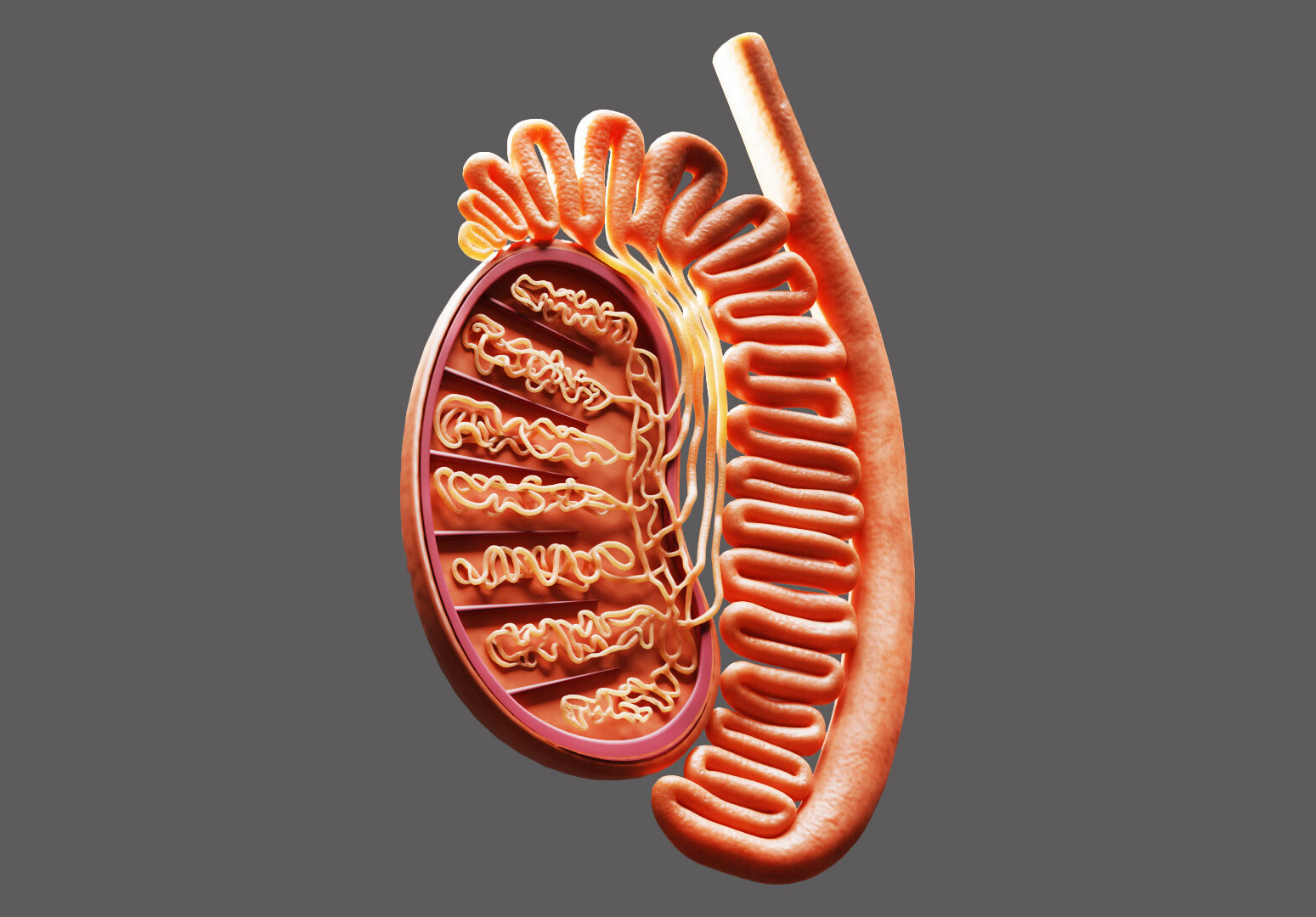 ArtStation - Male Testicles (Testes) Anatomy | Resources