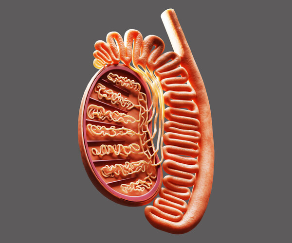 ArtStation - Male Testicles (Testes) Anatomy | Resources
