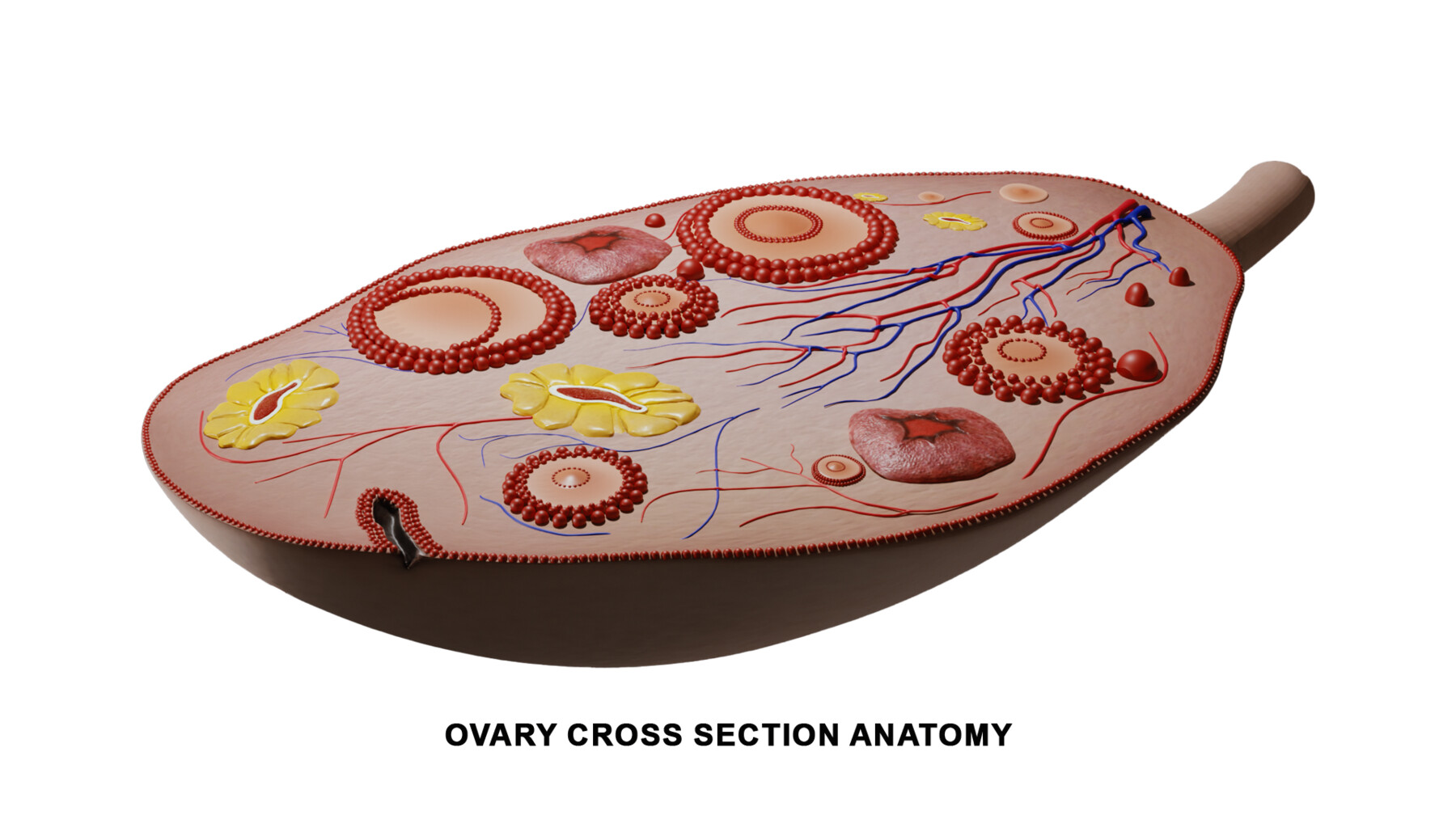 ArtStation - Ovary Cross Section Anatomy | Resources