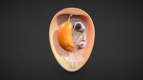 ArtStation - Egg Cross Section Embryo Anatomy | Resources