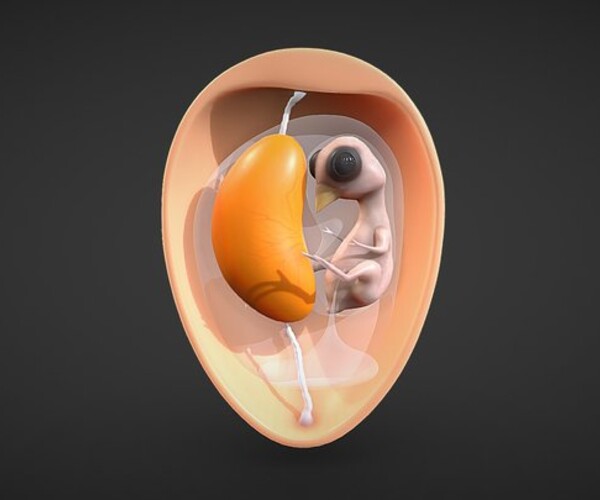 ArtStation - Egg Cross Section Embryo Anatomy | Resources