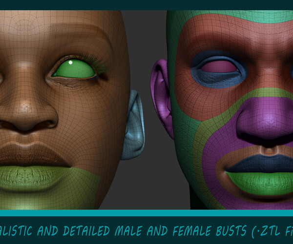 ArtStation - Realistic Bust Basemeshes | Resources