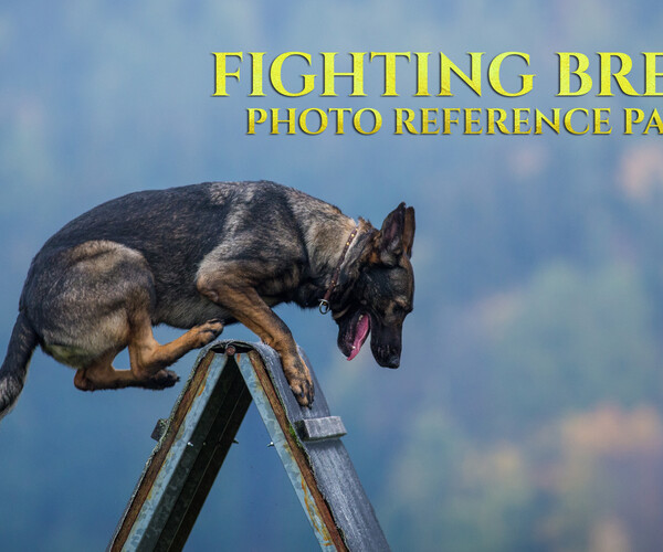 ArtStation - Fighting Breed - Reference Photo Pack For Artists 296 ...