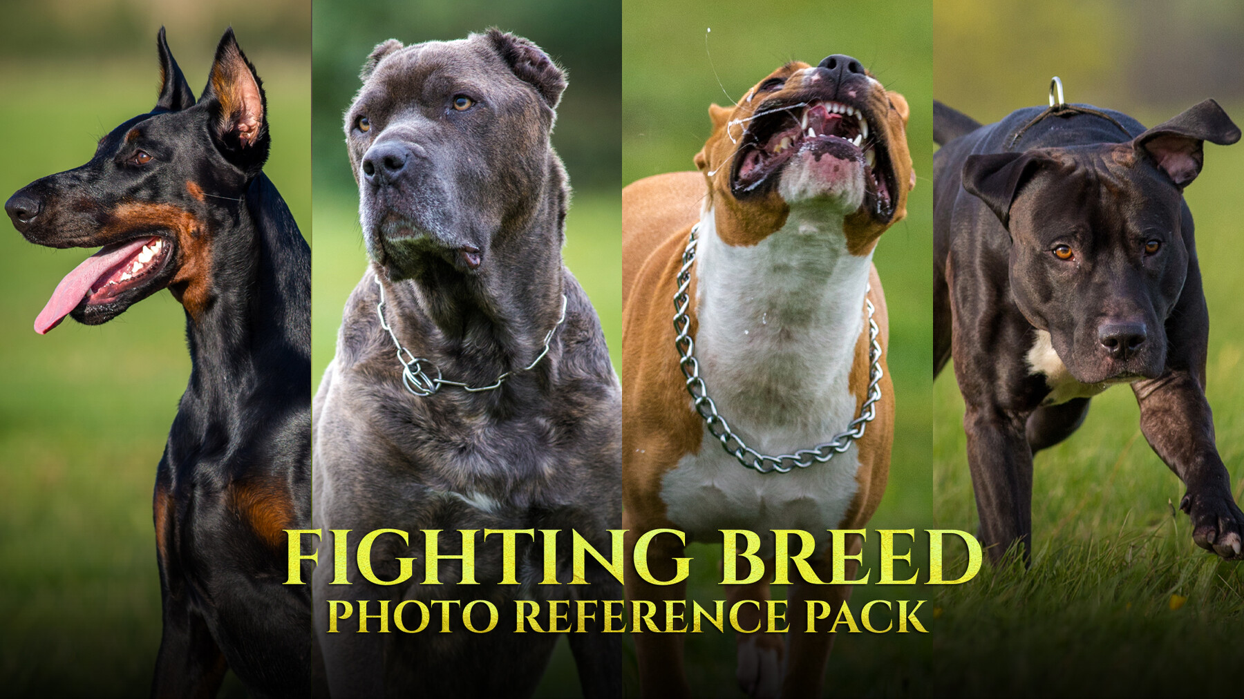 ArtStation - Fighting Breed - Reference Photo Pack For Artists 296 JPEGs noAI | Resources