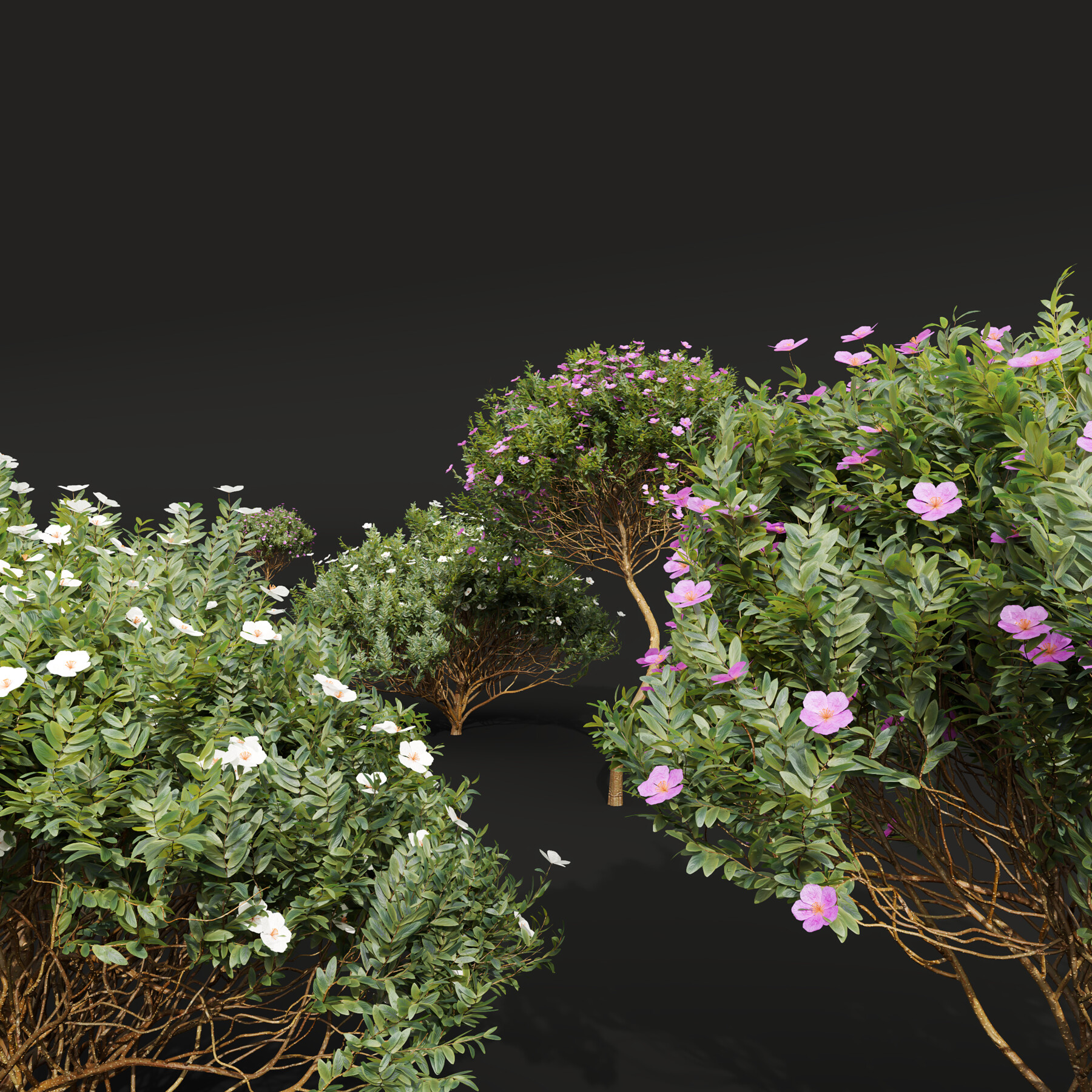 ArtStation - New Plant Cistus Albidus Zistrose Flower Decorative001 ...