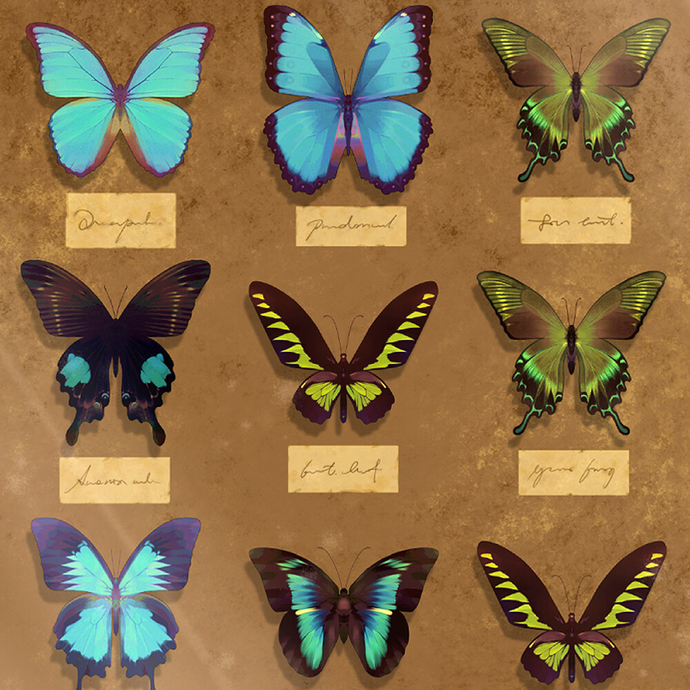 ArtStation - Butterfly & Moth & Scorpion Insect Specimen Collection (35 ...