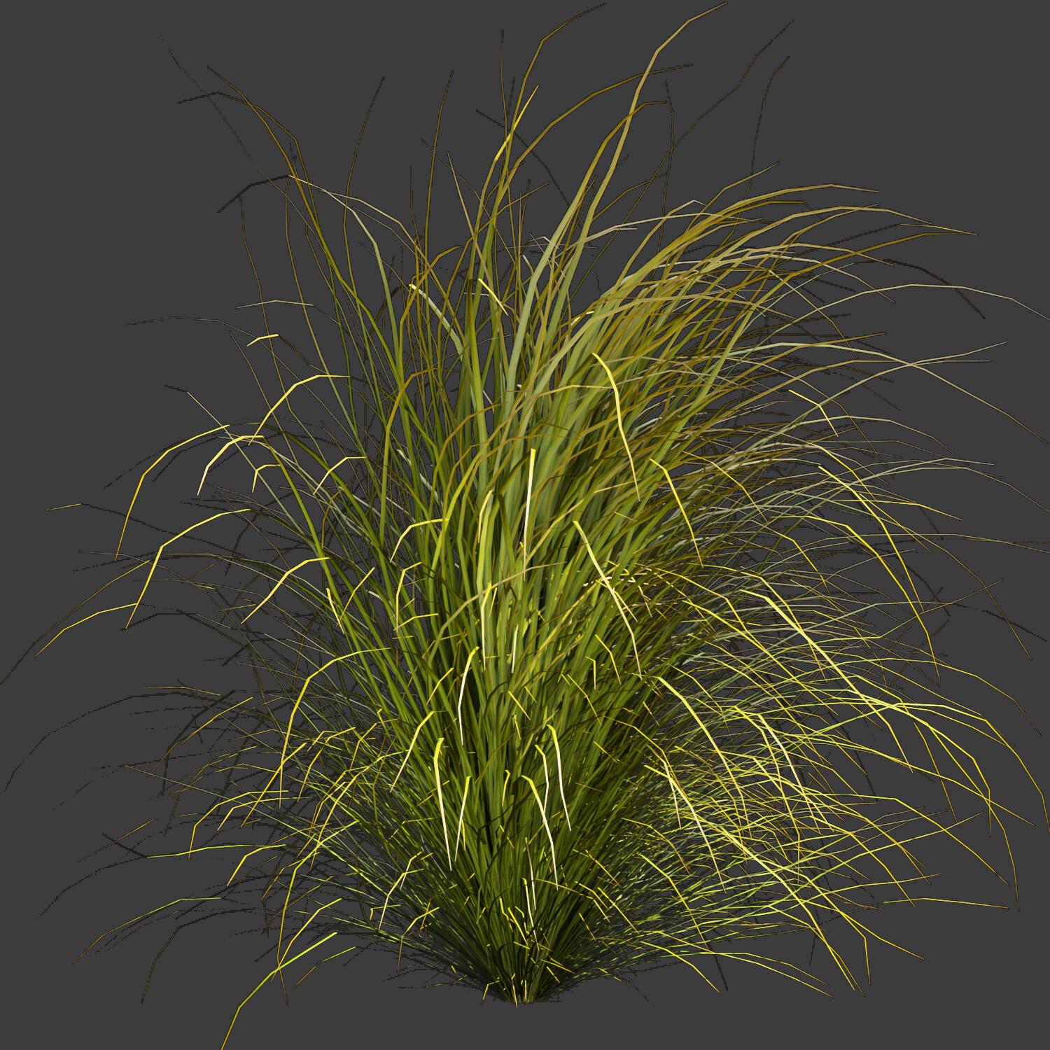 ArtStation - Collection plant vol 408 - grass - outdoor Switchgrass ...