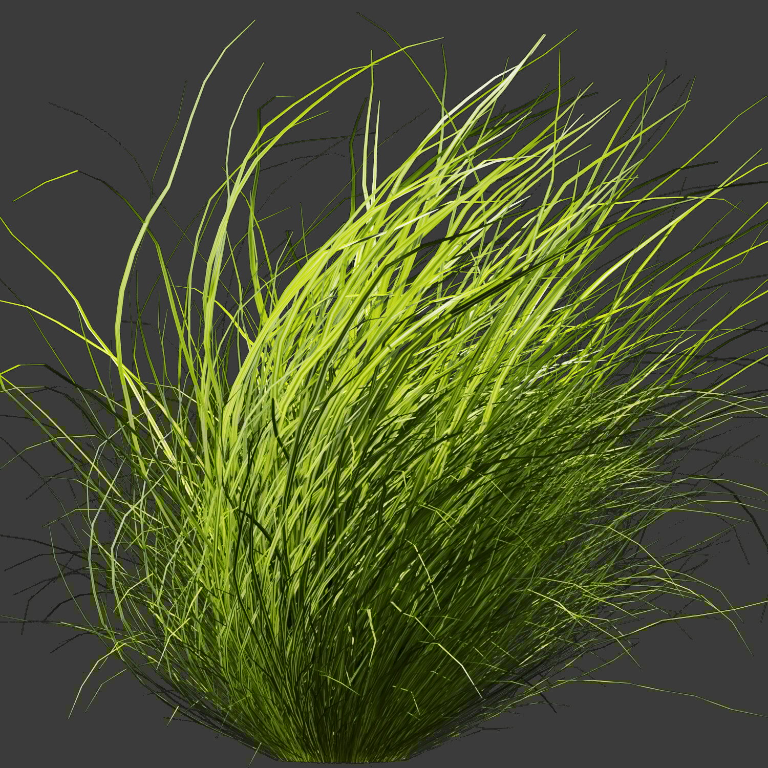 ArtStation - Collection plant vol 408 - grass - outdoor Switchgrass ...