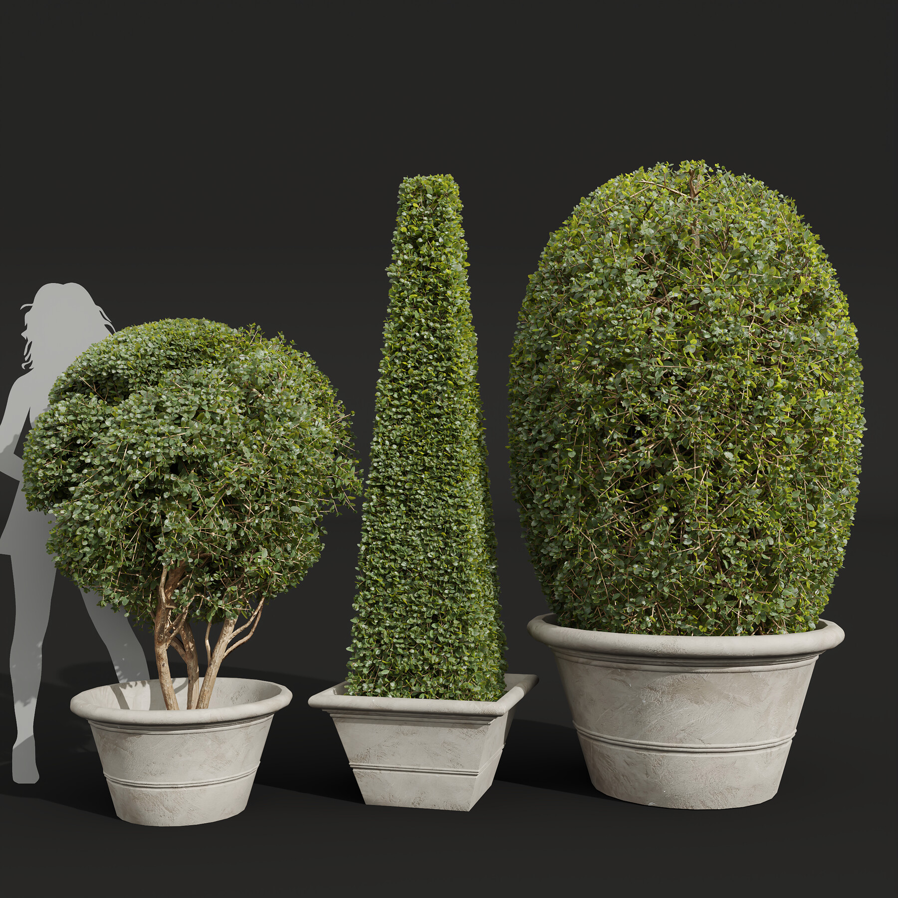 ArtStation - New Plant Ficus Concinna Bonsai Pruned002 | Resources