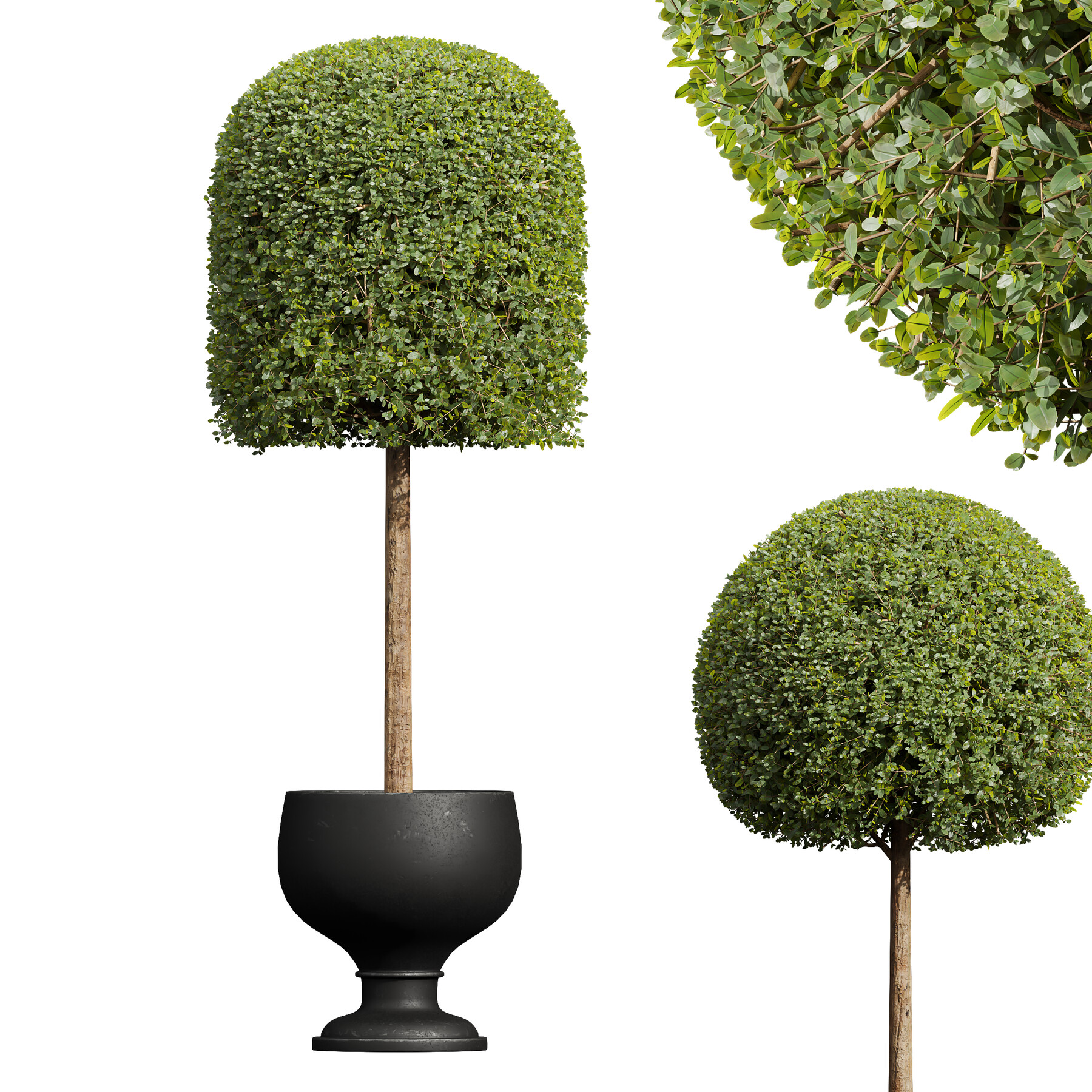 ArtStation - New Plant Ficus Concinna Bonsai Pruned006 | Resources