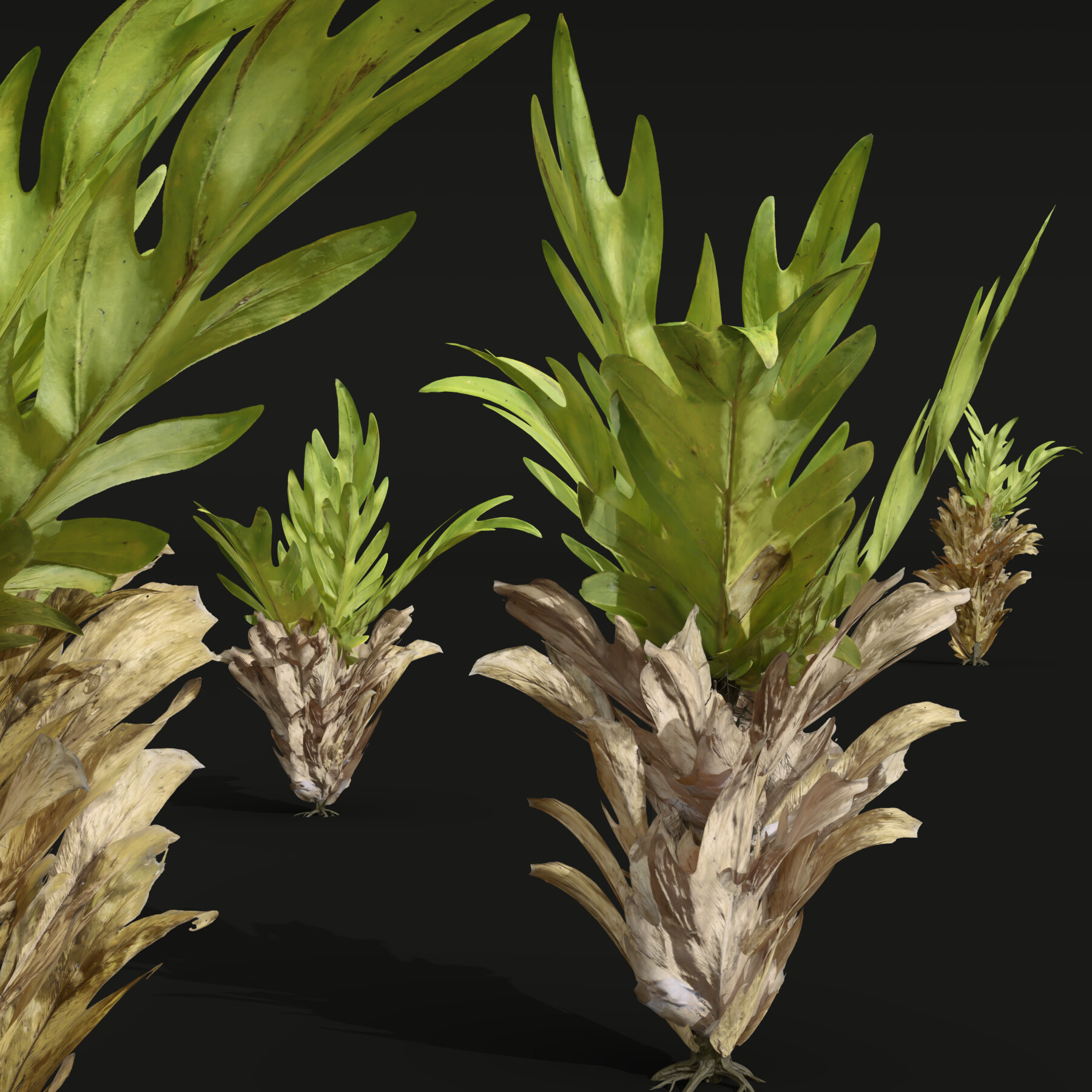 ArtStation - New Plant High detail Drynaria Roosii Bush Small001 ...