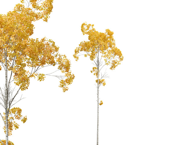 ArtStation - New Plant Populus Tremuloides 2Tree | Resources