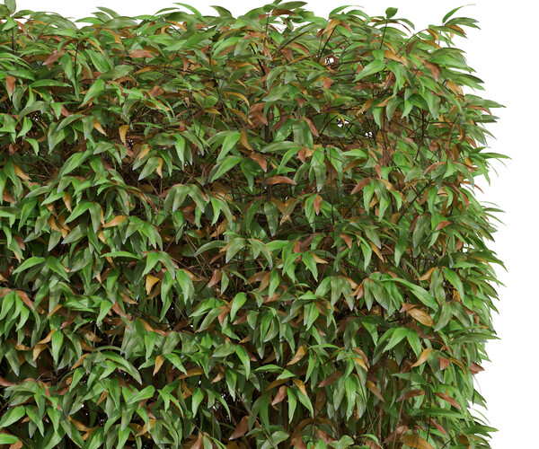 ArtStation - New Plant Pyrrosia Lingua Hedge Sphere Box Hedge | Resources