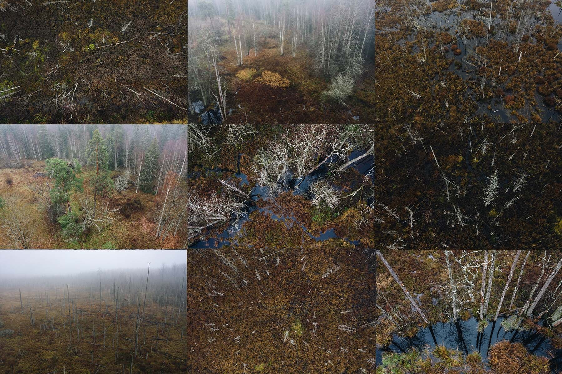 ArtStation - 590+ Swamp Forest Vegetation Reference Pictures | Resources