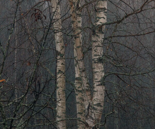 ArtStation - 590+ Swamp Forest Vegetation Reference Pictures | Resources