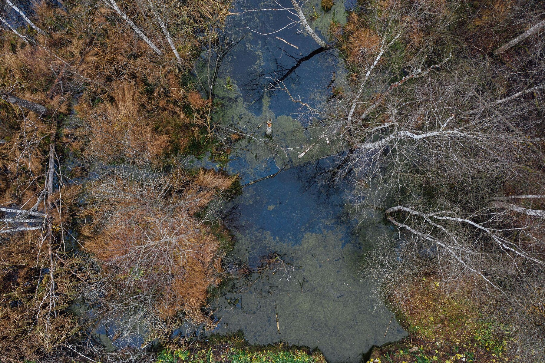 ArtStation - 590+ Swamp Forest Vegetation Reference Pictures | Resources