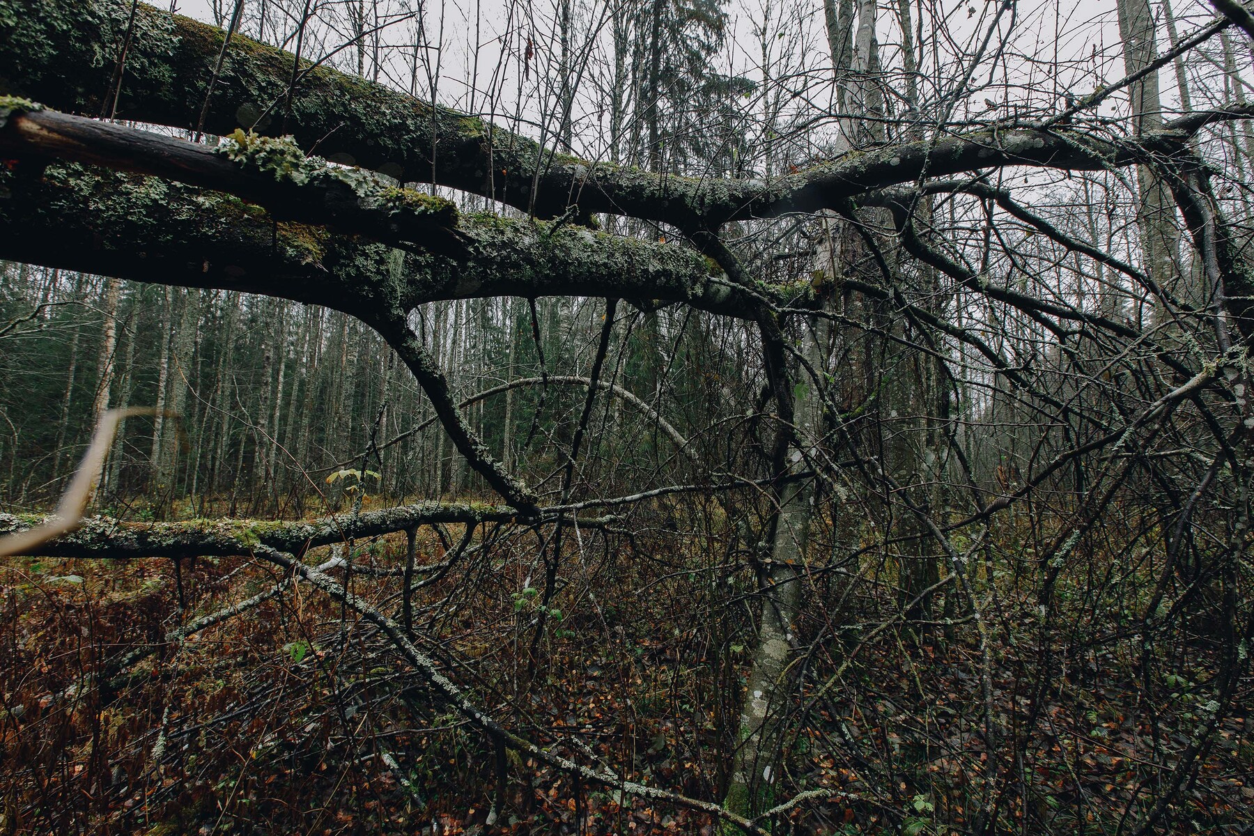 ArtStation - 590+ Swamp Forest Vegetation Reference Pictures | Resources