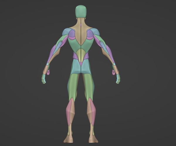 ArtStation - Stylized Male Anatomy Blockout V2 | Resources