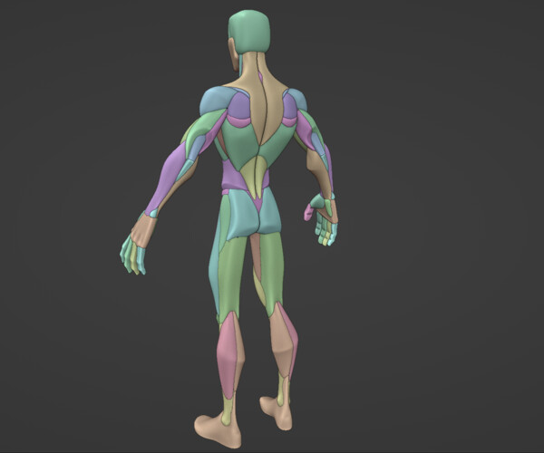 ArtStation - Stylized Male Anatomy Blockout V2 | Resources