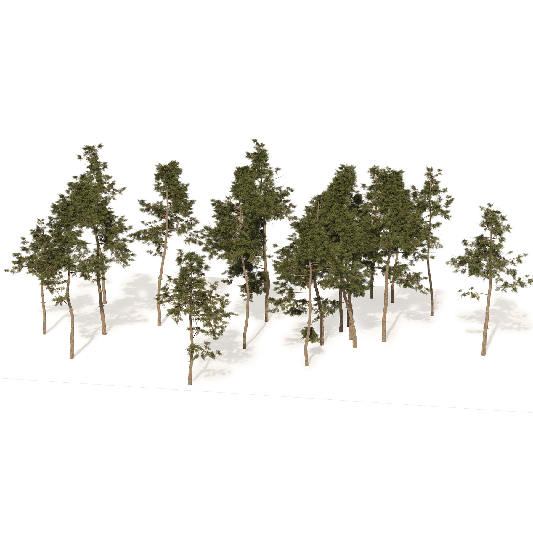 ArtStation - scotch pine tree forest | Resources