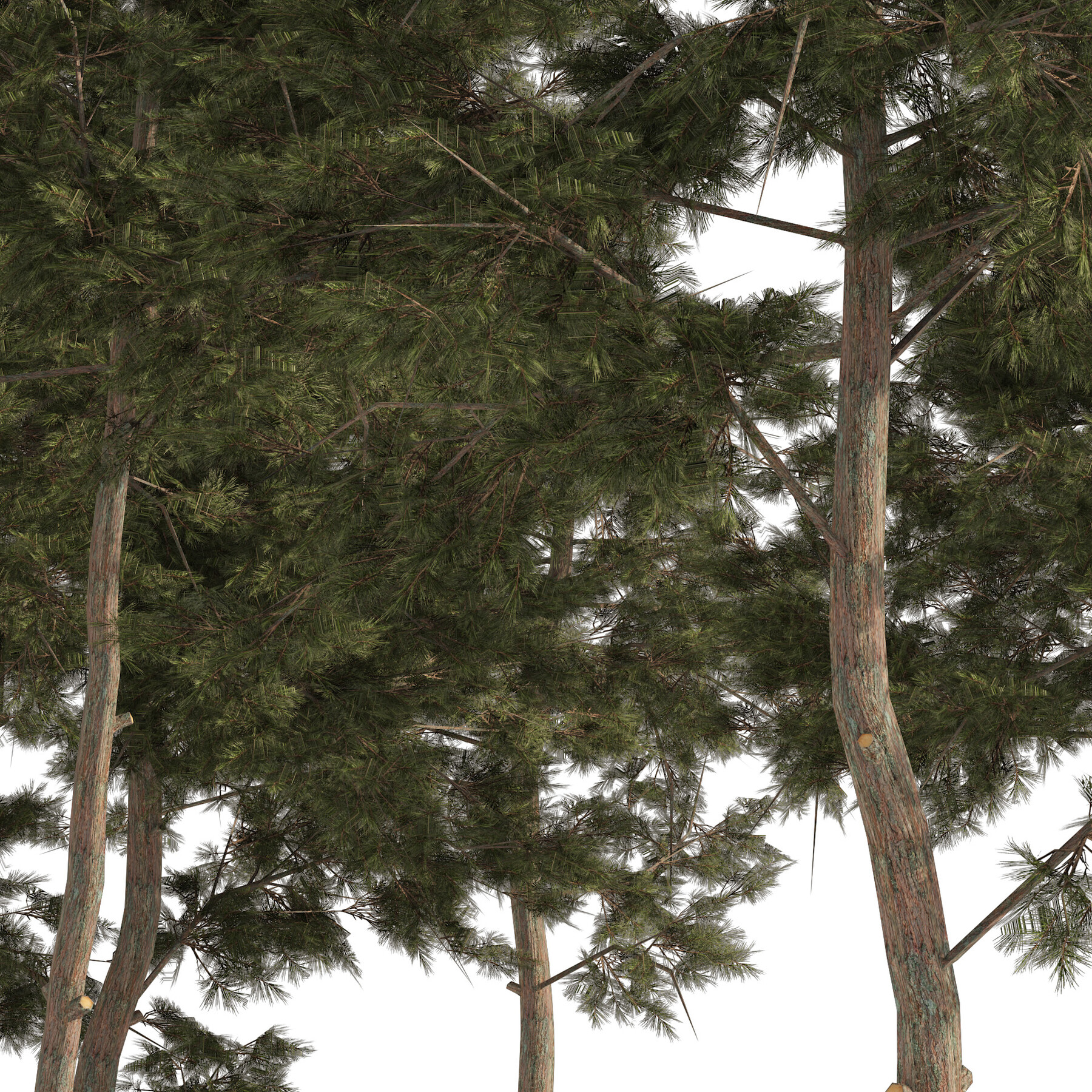 ArtStation - scotch pine tree forest | Resources