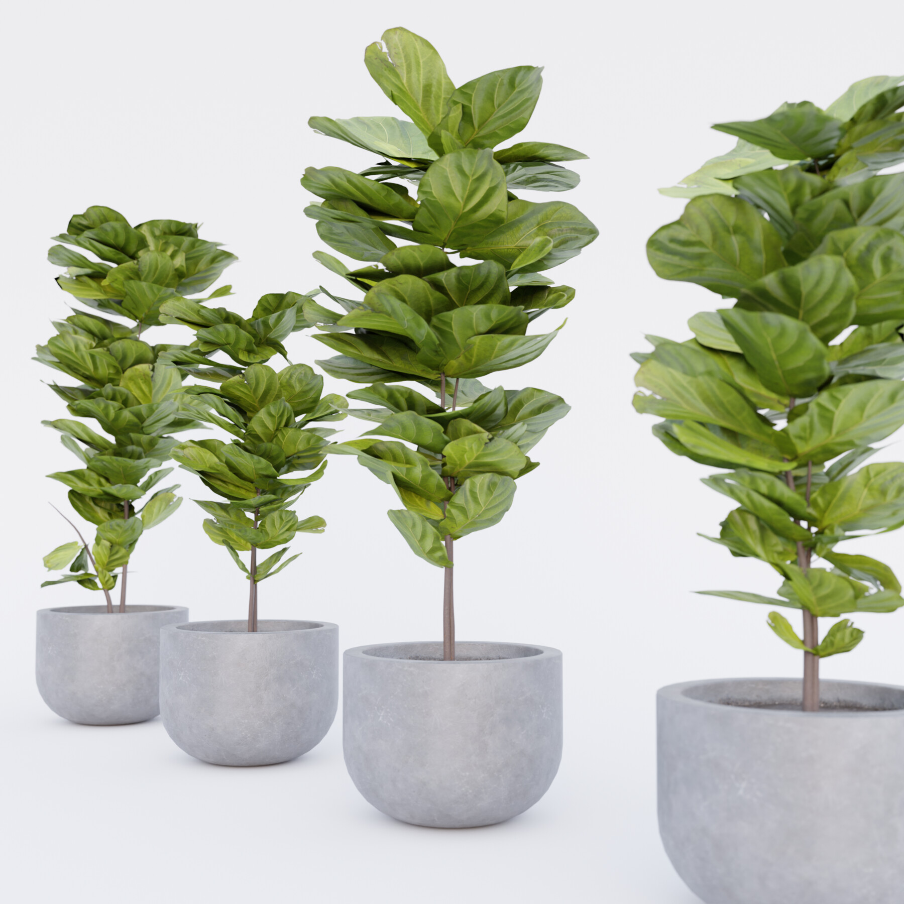 ArtStation - Fiddle Leaf Fig | Game Assets