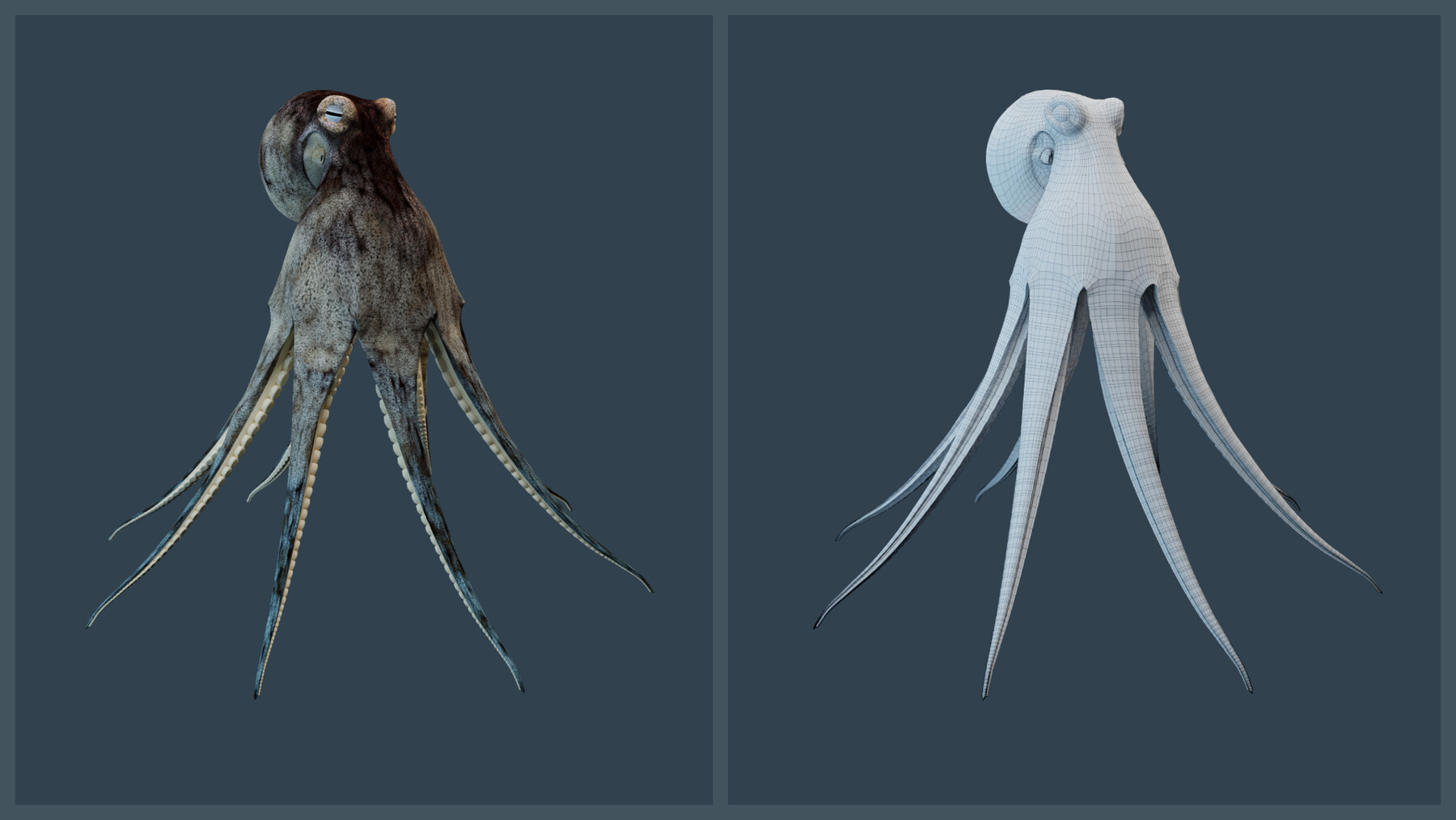 ArtStation - Animated Octopus- Caribbean Reef | Game Assets
