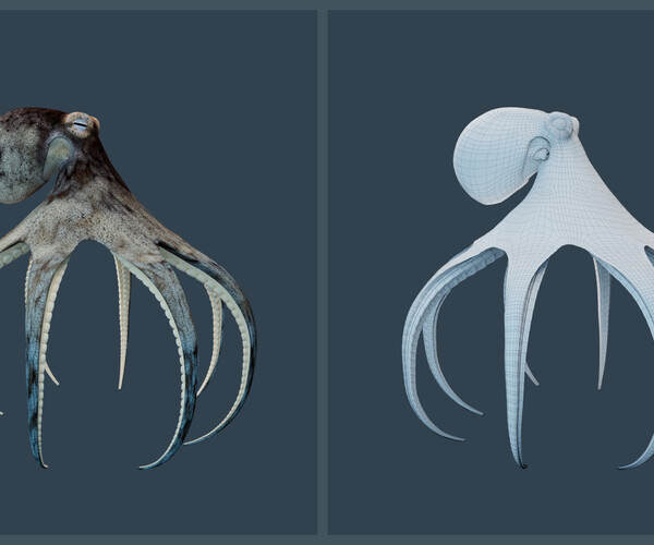 ArtStation - Animated Octopus- Caribbean Reef | Game Assets