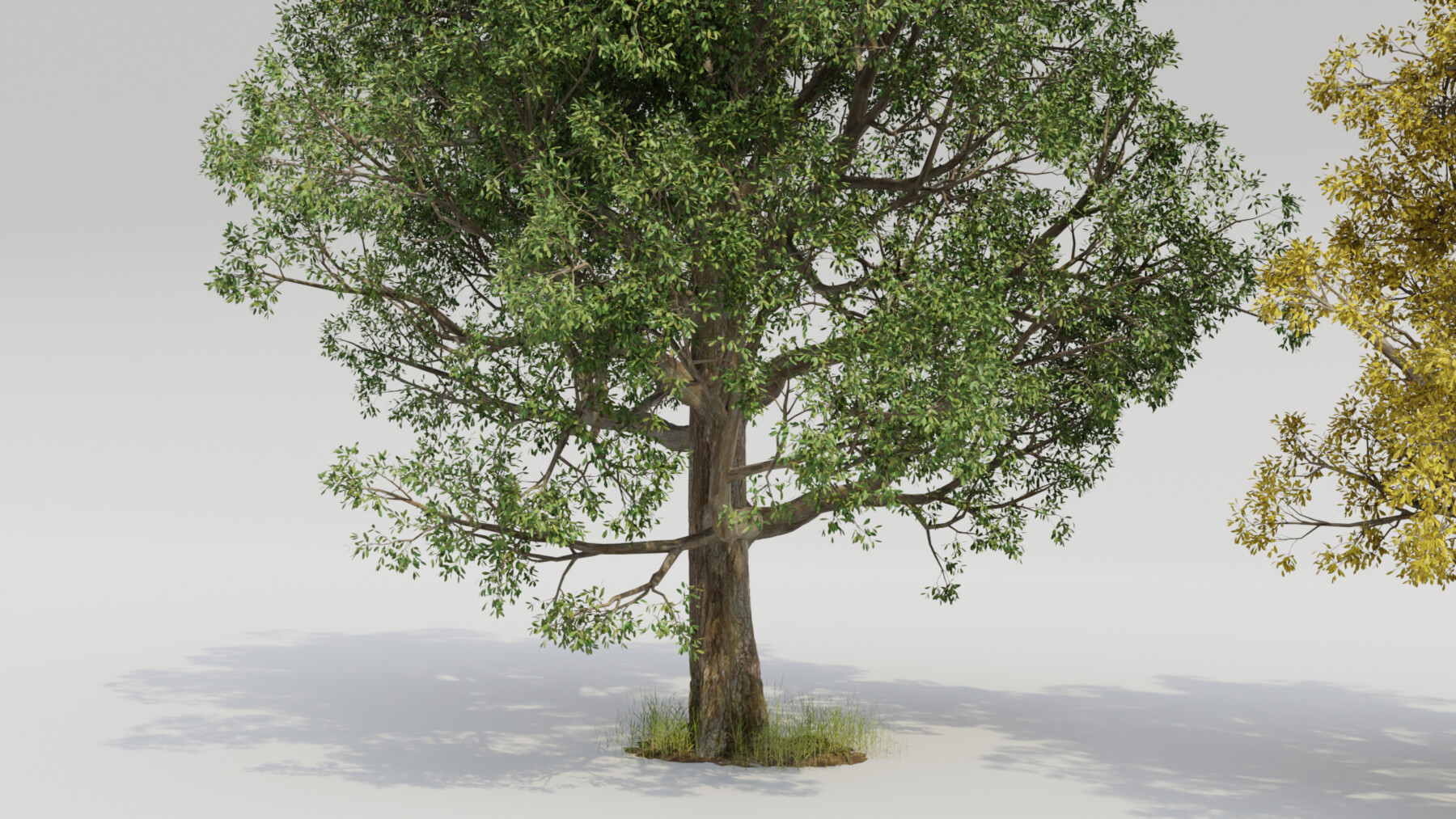 ArtStation - tree pack 3 Blender 3.x | Resources