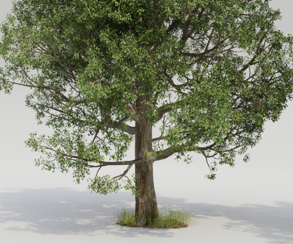 ArtStation - tree pack 3 Blender 3.x | Resources