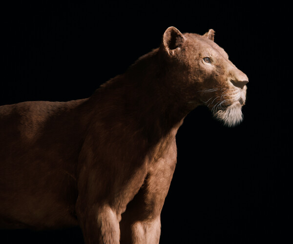 ArtStation - Young Lion Photorealistic Rigged 3d Blender 4K model 3D ...