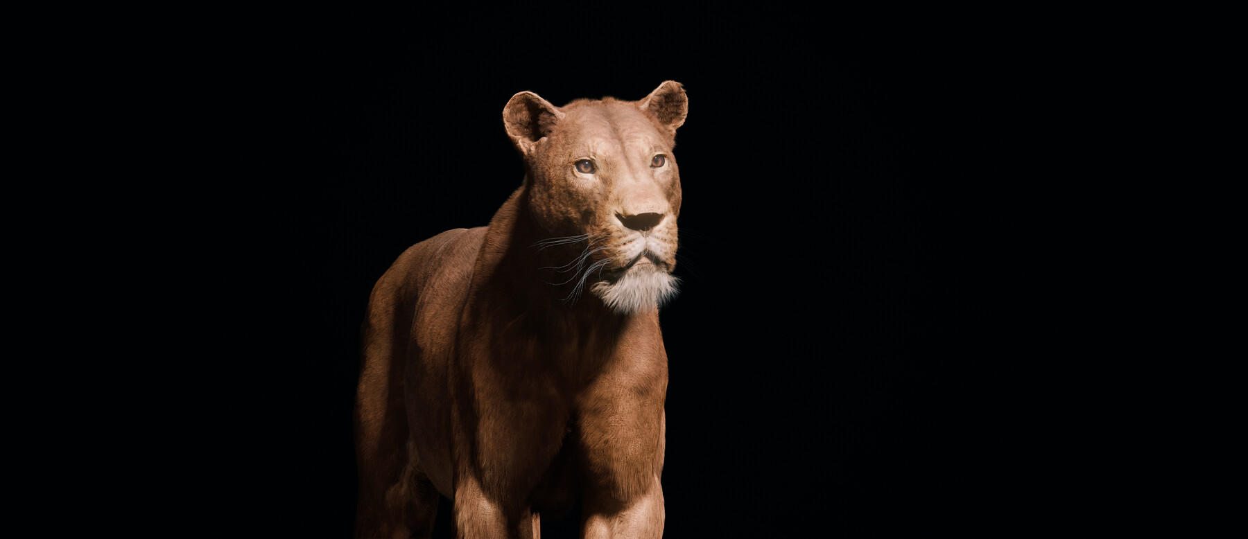 ArtStation - Young Lion Photorealistic Rigged 3d Blender 4K model 3D ...