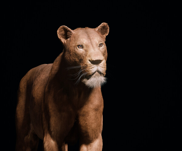 ArtStation - Young Lion Photorealistic Rigged 3d Blender 4K model 3D ...